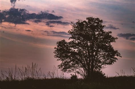 Pohon Awan Langit Foto Gratis Di Pixabay Pixabay