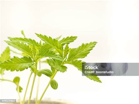 Bibit Ganja Dalam Pot Dengan Latar Belakang Hijau Foto Stok Unduh