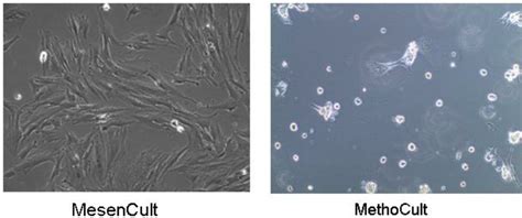 Cells Isolated From Amniotic Membrane Were Isolated And Plated In 35 Mm