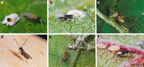 7 Many Parasitoid Species Attack Mealybugs The Examples Here Are A Download Scientific