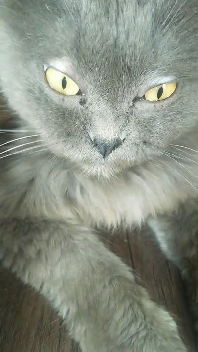 Reels Shortsfeed Cat Cute Youtube