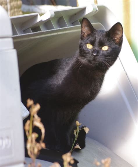 仔猫 By 猫と友達 （id：11393954） 写真共有サイトphotohito