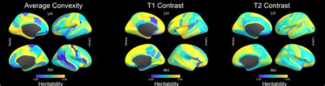 Regional Heritability Maps For Average Convexity A Measure Of Cortical