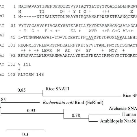 A Amino Acid Sequence Alignment Of Tvsnat And E Coli Rimi Snat