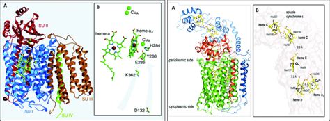 Structure Of Bacterial Aa3 Left And Cbb3 Oxidase Right Download