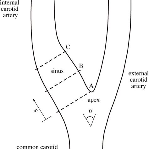 schematic representation of the model geometry adapted from [5] dashed