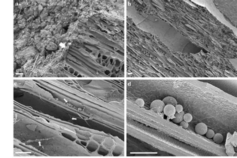 The Scanning Electron Micrographs Of Field Aged Biochar Buried In Download Scientific Diagram