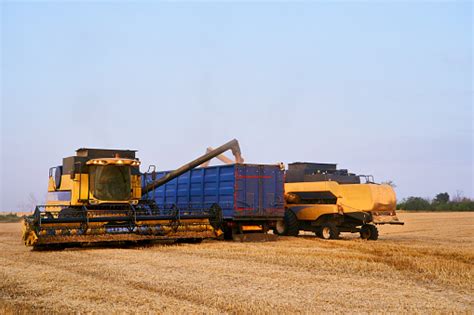결합 된 수확기에서 곡물을 필드의 곡물 트럭에 과부하 수확기 풀로더는 곡물 상자 몸에 수확 한 밀을 붓습니다 직장에서 농부 농업