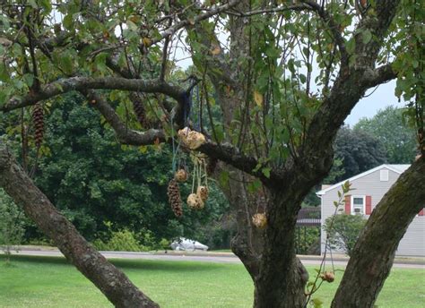 After Christmas Tree Bird Feeders The SEEDS Network