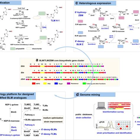 Ae The Development Of Engineered Biosynthesis For The Generation Of