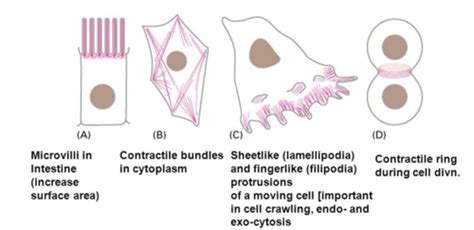 Cell Biology Lecture 4 Cytoskeleton And Cell Movement Flashcards Quizlet