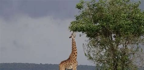 식물도 아픔을 느낄까