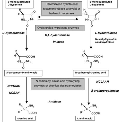 1 Reaction Pathway For The Hydrolysis Of Hydantoin To Form