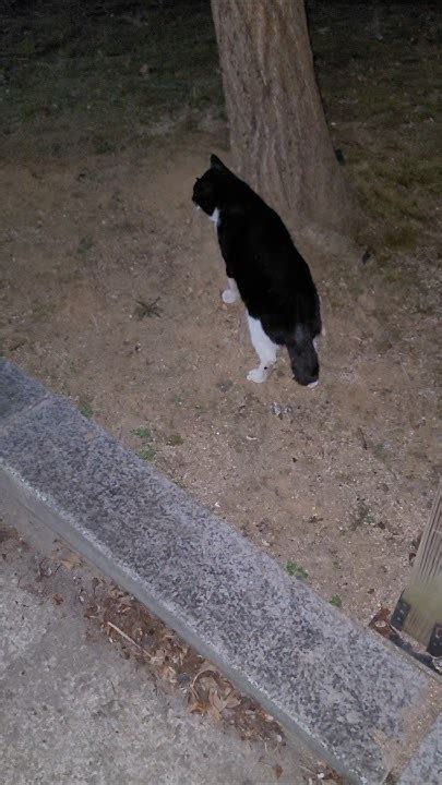 반반이 자는 집쪽을 향해서 나와서 밥먹으라고 말했더니바로 나오는 반반이다말귀를 알아듣나ㅎ Youtube