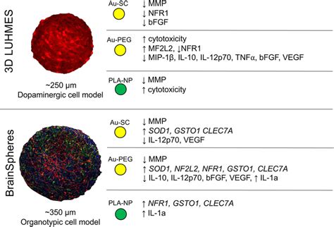 Of The Observed Results In 3d Luhmes And 3d Brainsphere Models Exposed Download Scientific