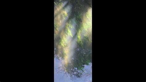 Free For Profit Lil Tecca X Nick Mira Type Beat Leaves Biaggi