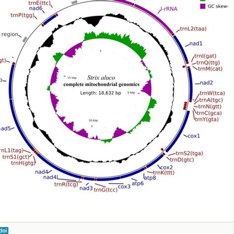 Pdf Mitochondrial Genome Analysis Phylogeny And Divergence Time