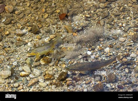 Brook Trout Spawning Habitat At Jon Jefferson Blog