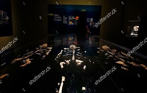 Real Skeleton Australopithecus Sediba Named Karabo Editorial Stock
