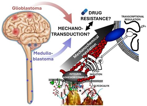 Jobrxiv On Linkedin Bioengineering Bioimaging Biomaterials Cell