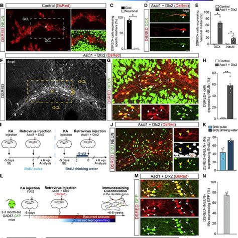 In Vivo Reprogramming Of Reactive Hippocampal Glia Into GABAergic INs
