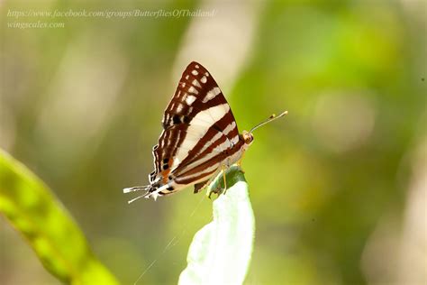 Dodona Deodata Deodata White Punch ผีเสื้อภูเขาสะพายขาว