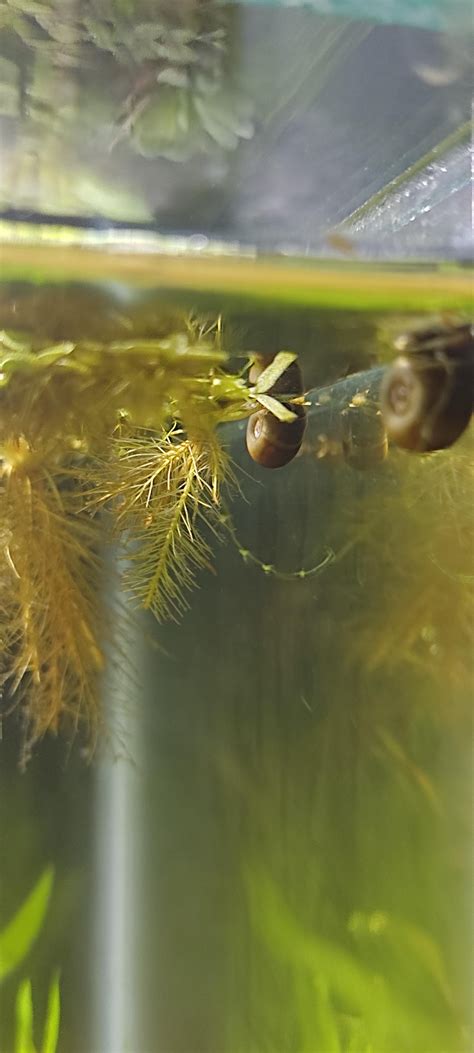 Plant Id Hitchhiker Rplantedtank