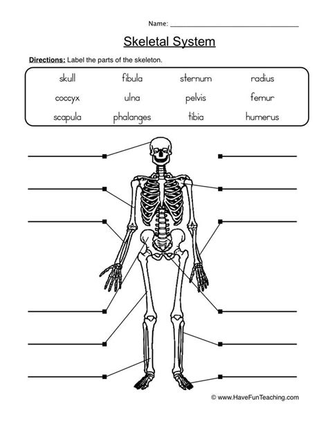 Label The Skeletal System Worksheet