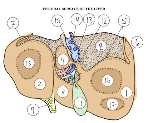 Visceral Surface Of The Liver Diagram Quizlet