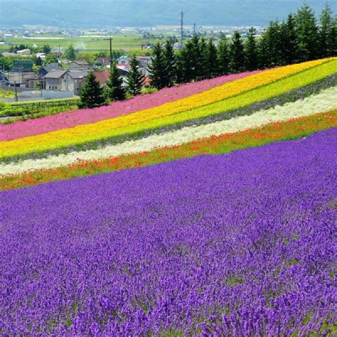 Sapporo Biei Blue Pond And Furano Flower Farm Trip With Lunch