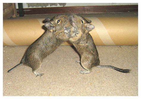 Degus Behavior World Of Degus