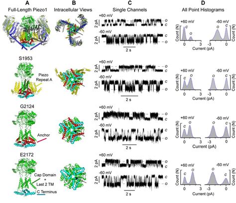 Identification Of Piezo1 Pore Domain A The Structure Of Full Length
