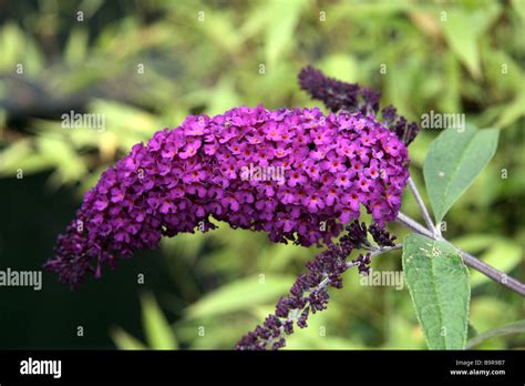 Dark Purple Buddleia Stock Photo - Alamy