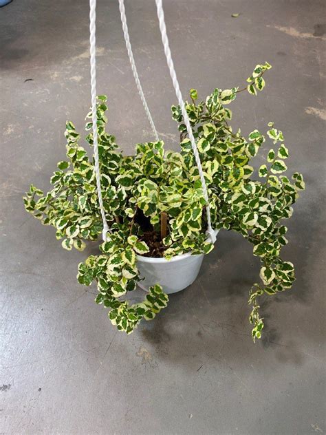 Ficus Pumila Variegated In Hanging Pot Furniture And Home Living