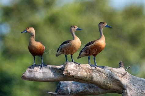 Lesser Whistling Duck Or Dendrocygna Javanica Perches On A Tree Stock