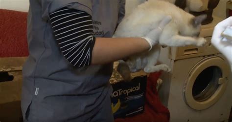 Rescataron A 49 Gatos Que Vivían Hacinados En Un Criadero Ilegal De