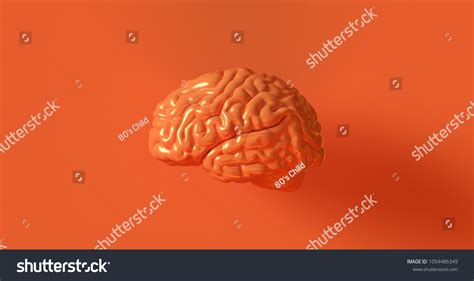 Orange Human Brain Anatomical Model 3d Stock Illustration 1054486349