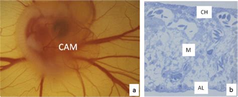 A Macroscopic In Ovo Features Of The Chick Chorioallantoic Membrane