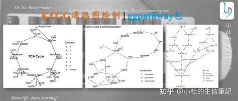 Kegg通路图绘制 Ggpathway包 知乎