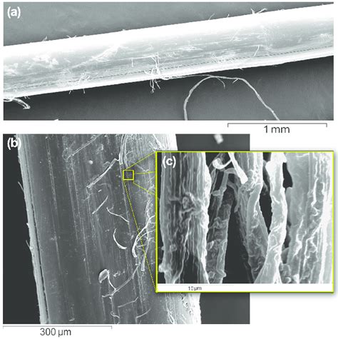 Scanning Electron Microscopy Sem Images At Different Magnifications Download Scientific