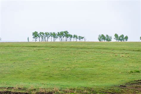 건초 만들기 또는 목초지 잎이없는 낮은 가지를위한 필드에 나무의 행 필드 화재로 손상 0명에 대한 스톡 사진 및 기타 이미지 0명 겨울나무 구름 Istock