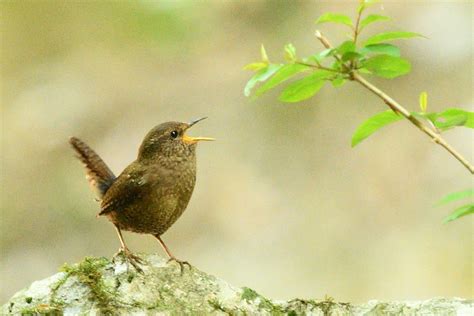 ミソサザイ 2019 05 05 日本の野鳥識別図鑑