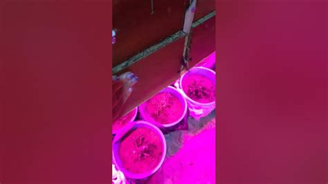 Выращивание кур несушек из цыплят 🫶🐥 Часть 2 куры курынесушки птенцы