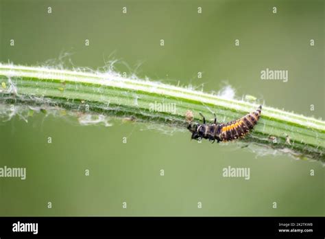 New Born Ladybug Eclosing Green Leaf Switches From Larva To Ladybug