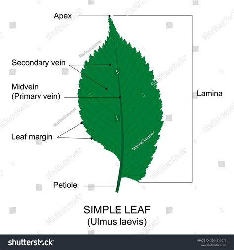 Simple Leaf Example Labelled Diagram Simple Stock Illustration