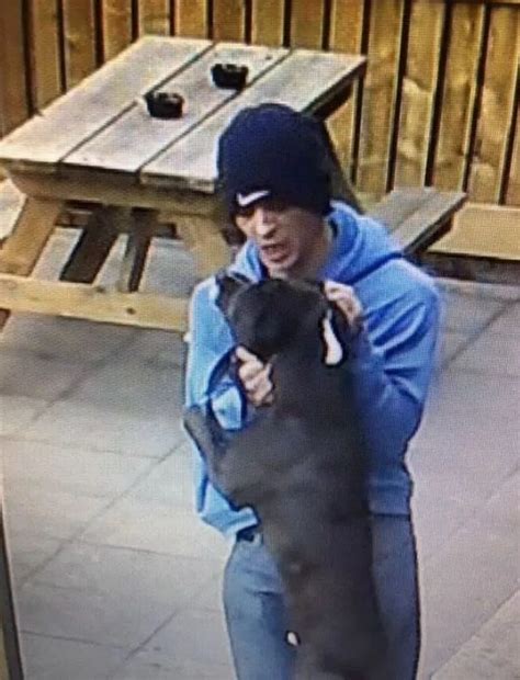 Cctv Appeal After Man Punches Dog And Throws It Against Fence North