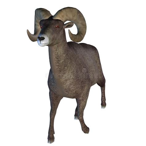 Big Horn Sheep Stock Illustrations 442 Big Horn Sheep Stock