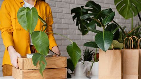 Mygreenscape Your Ultimate Indoor Garden Guide Mygreenscape Buy