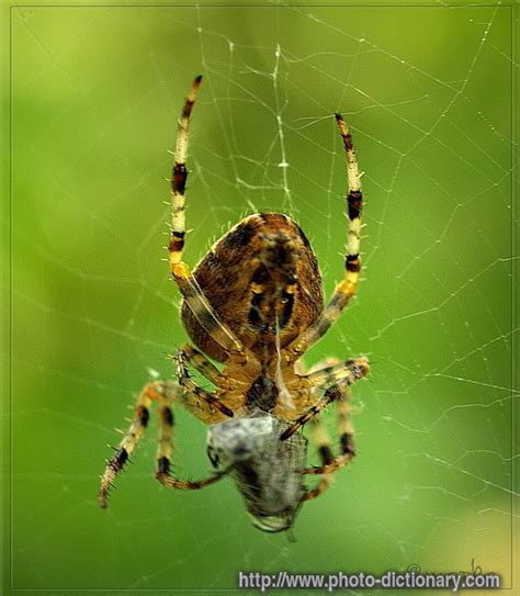 Spider Photo Picture Definition At Photo Dictionary Spider Word And
