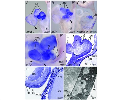 Co Localized Vasa 1 Pl10 Piwi Nanos 1 And Nanos 2 Expression And